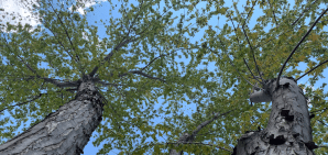 PostgreSQL’s ROW_TO_JSON and JSON_AGG with JSON Columns – Christopher Davis